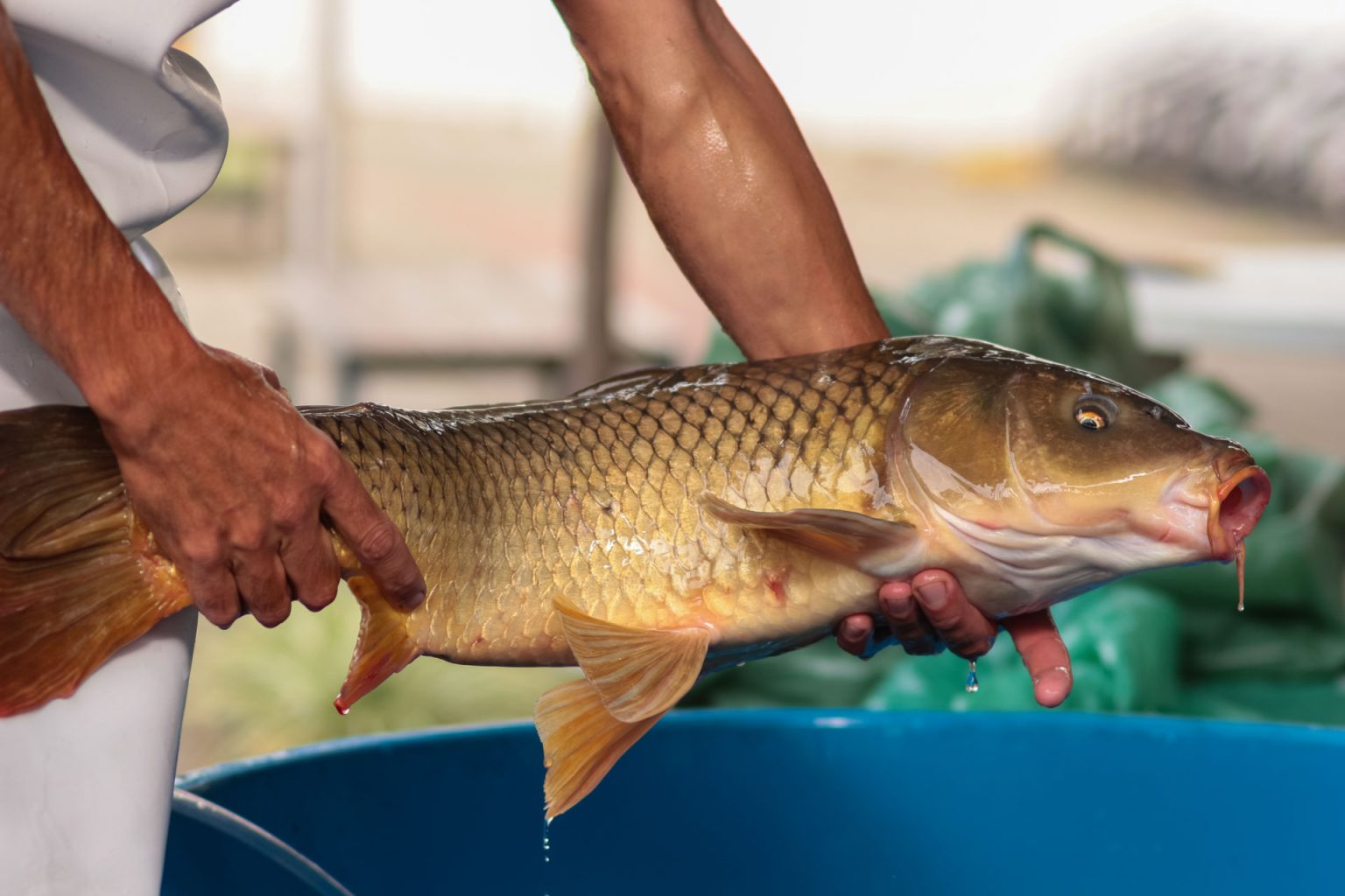 Feira do Peixe Vivo, nos dias 1º e 2 de abril, terá dois pontos de ...